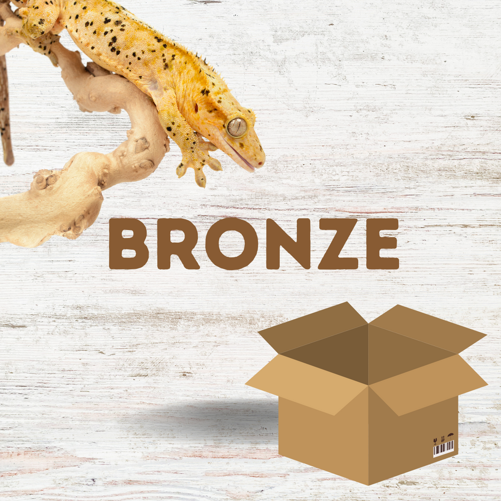 Crested Gecko Setups | Next Day Delivery | Internet Reptile